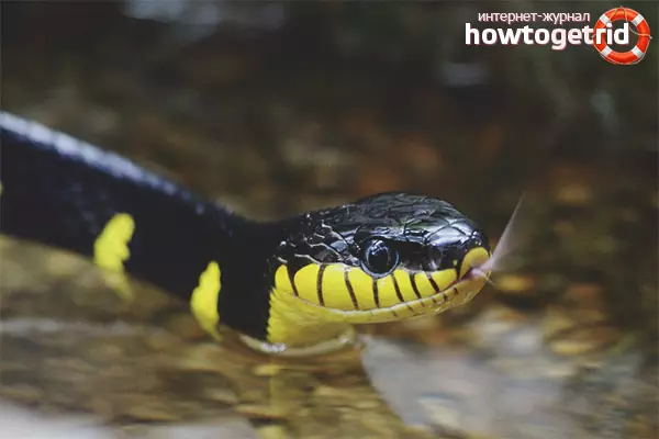 Mangrove Snake.