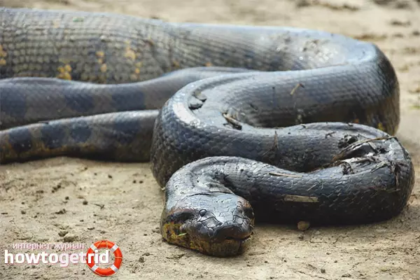 Anaconda rendes - Leírás, ahol lakások, jellemzők