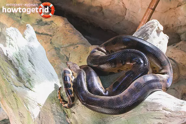 Habitat və həyat tərzi Anaconda