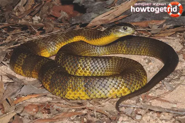 Tiger Snake - Una descripción donde habita, características