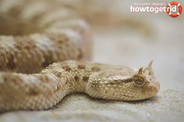 Horned Viper - popis, kde prebýva, funkcie