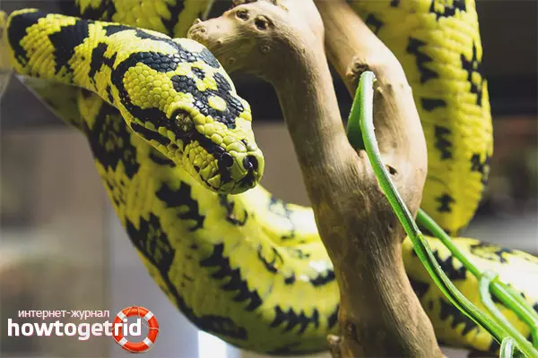 Carpet Python - Una descripción donde habita, características