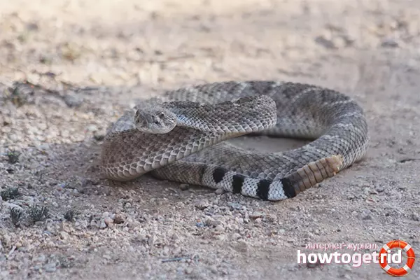 טעקסאַס ראַסטראָמניק - אַ באַשרייַבונג ווו דוואַנז, פֿעיִקייטן