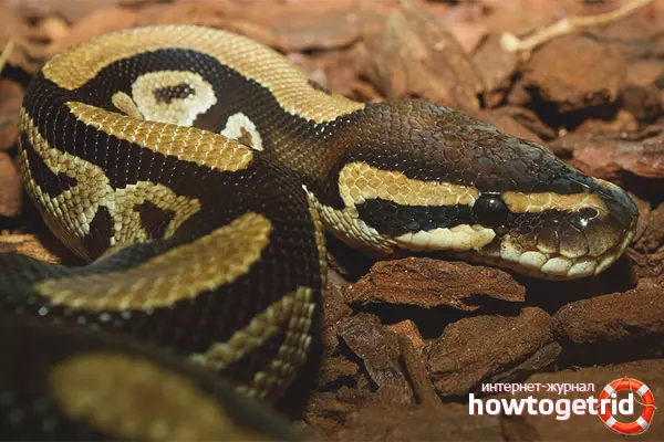 Indlela yokuphila yeRoyal Python