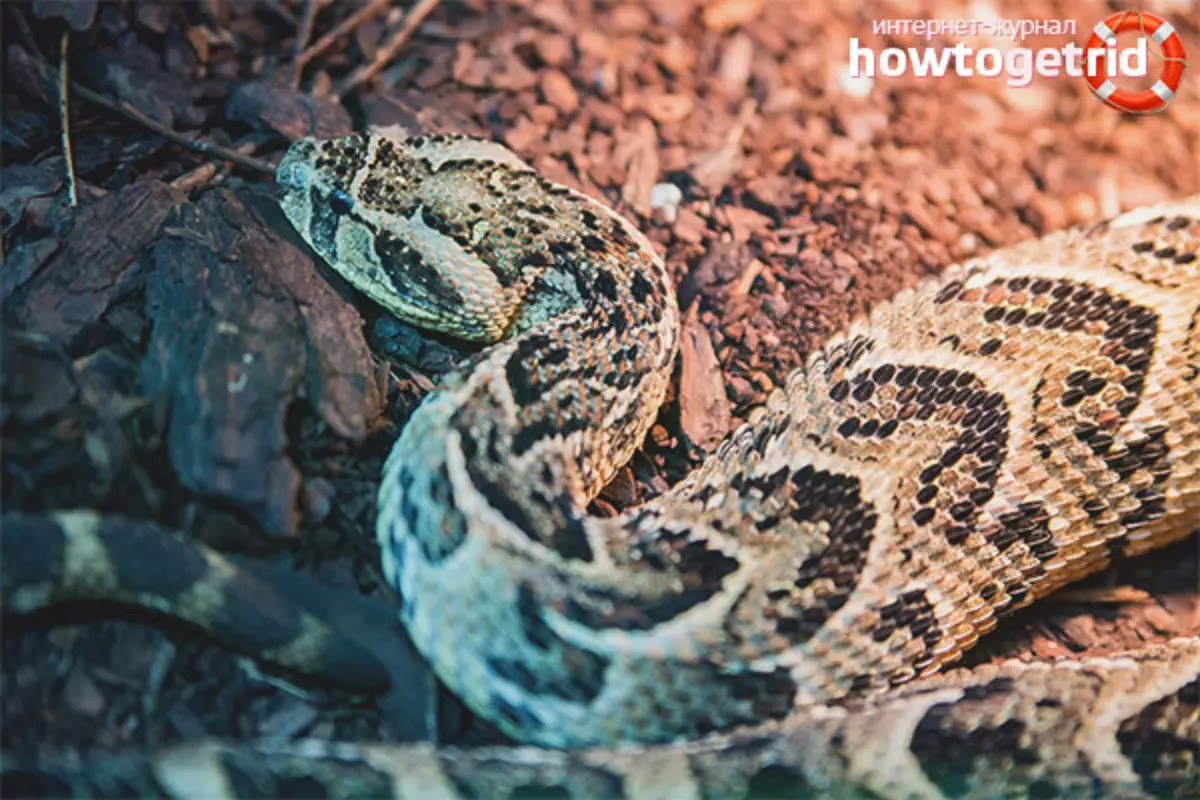 Noisy Viper - eng Beschreiwung wou Wunnsëtzer, Featuren