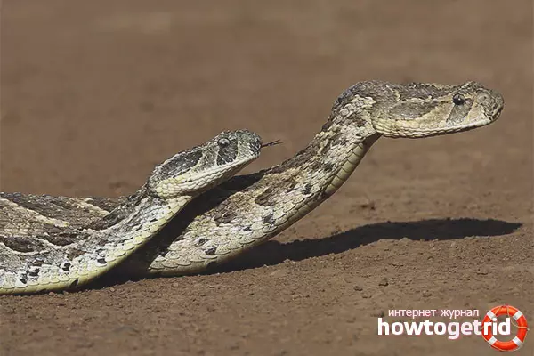 Die Ernährung und Merkmale des Verhaltens des lauten Viper