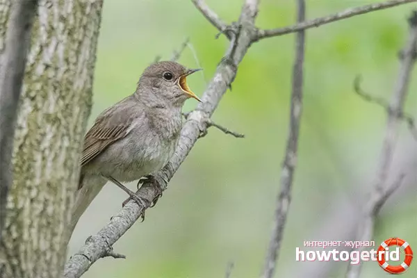 Sıradan bülbül - açıklama, habitat, ilginç gerçekler