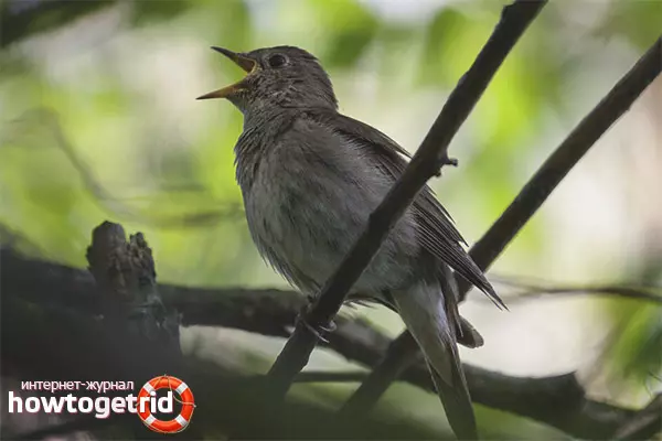 ගායනා කිරීම රාත්රිය