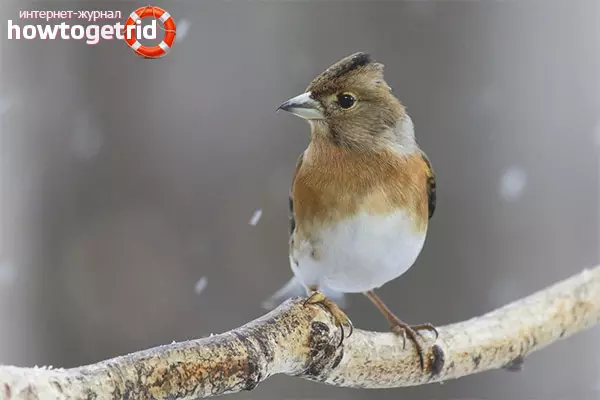 Reel - Düşündiriş, ýaşaýyş ýerimi, gyzykly faktlar