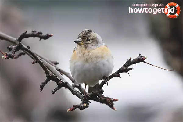 Fringilla Montifringilla