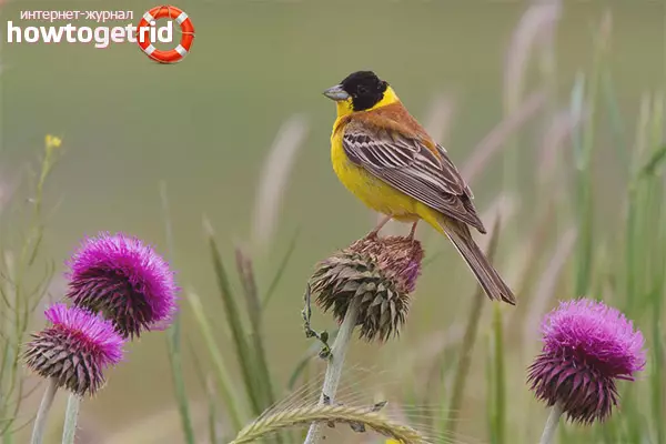 Cernogol de ovăz - descriere, habitat, fapte interesante