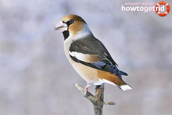 DUBONOS ORDINARIOS - DESCRIPCIÓN, HABITAT, Datos interesantes