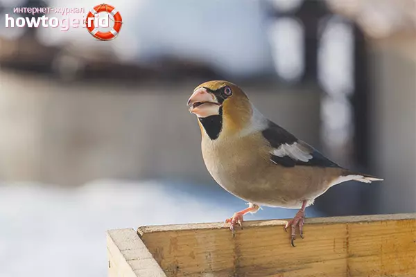 Burada Dubonoshu yaşayır