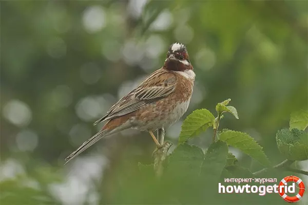 Emberiza leucocephala.