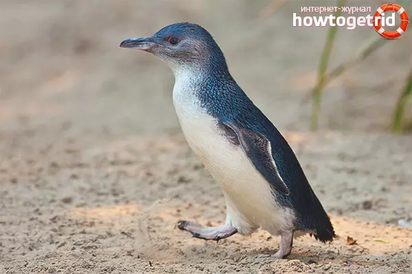 PENGUIN PEQUEÑO - DESCRIPCIÓN, HABITAT, Datos interesantes