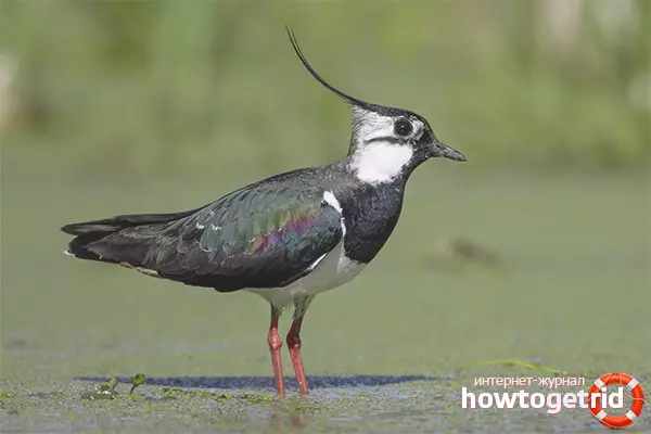 Lapwing