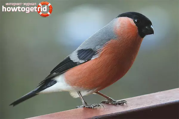 Bullfinch - descripción, hábitat, hechos interesantes