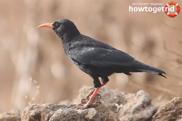 Klushitsa - Beschreiwung, Habitat, Interessant Facts