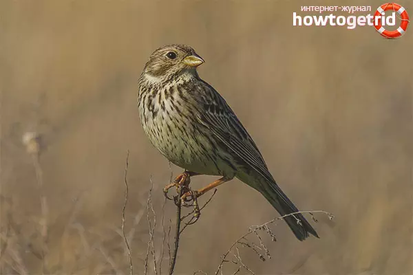 Warry - Beschreiwung, Liewensraum, interessant Fakten