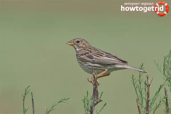 ইউনিয়ন পুষ্টি