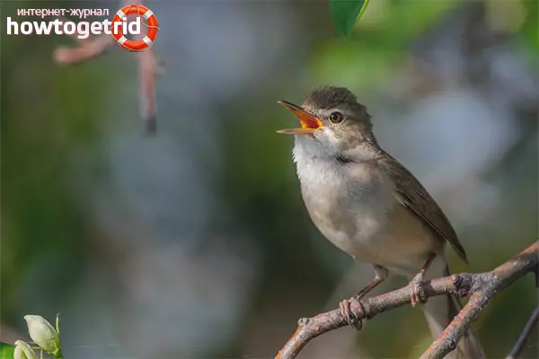 बर्किकिन Kamyhihki को प्रजनन