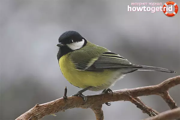 BIG TIT - Lýsing, Habitat, Áhugaverðar staðreyndir