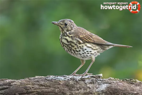 Cântând Drozd - descriere, habitat, fapte interesante