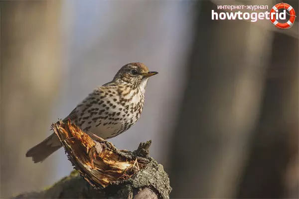 Turdus philomelos.