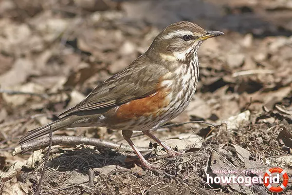 Belobrovik - Description, Habitat, faits intéressants