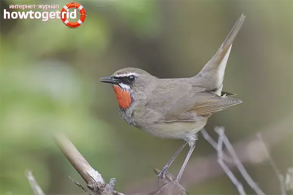 Solowy-Rusticheka - Faʻamatalaga, nofoaga, manaia mea moni