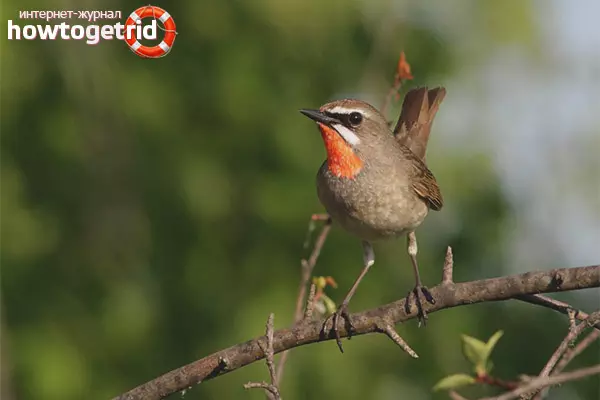 Luscinia Calliope