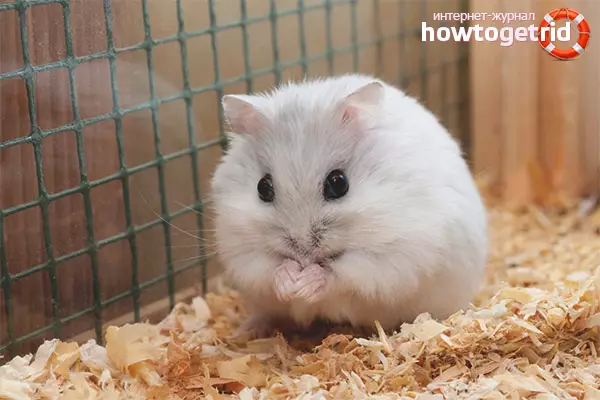 Hamsteri dzungiane - caracteristici de îngrijire și conținut