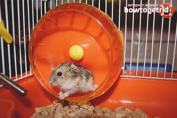 Wheel și Ball Hamster