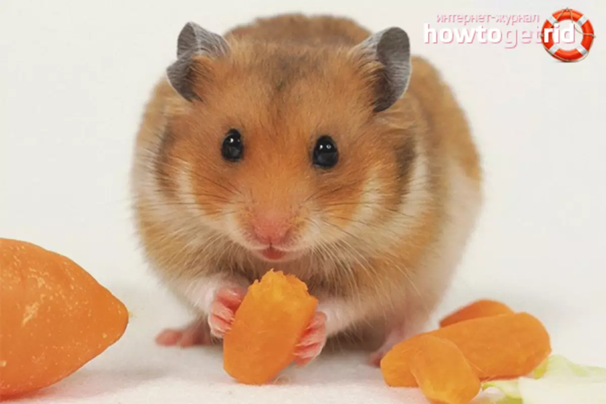 Que nourrir le hamster à la maison