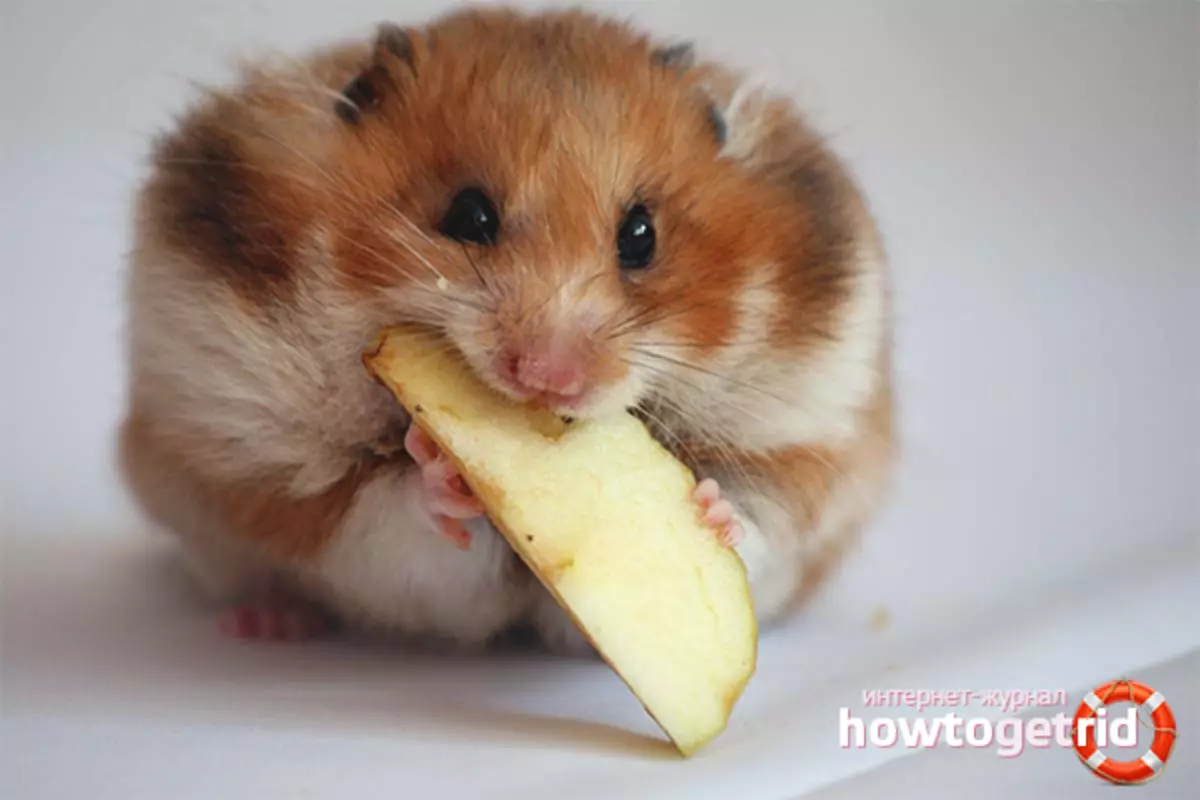 Daripada memberi makan hamster