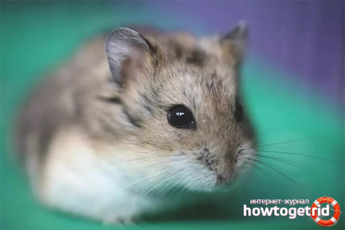 Faʻafefea ona tausia mo hamster jangarric