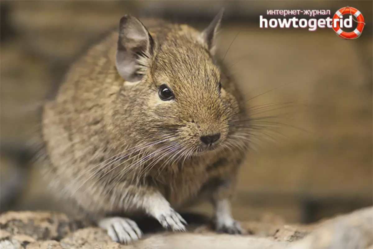 Comment prendre soin de Degu à la maison