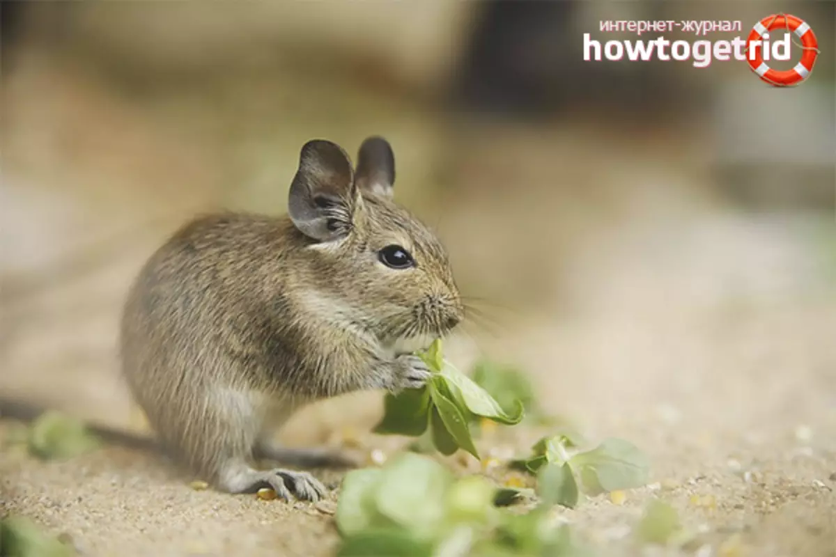 En fóðrun Degu.