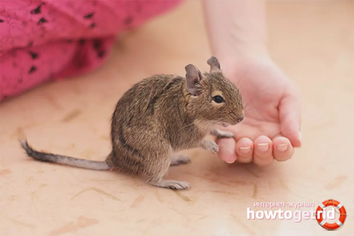 Innlend prótein Degu.