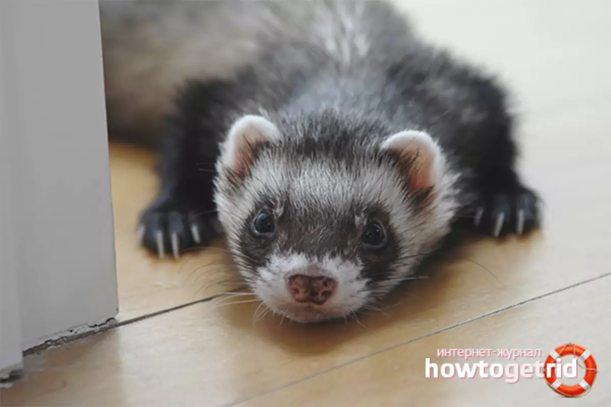 Comment prendre soin de furet à la maison