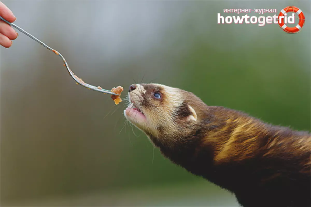 האכלה ferret.