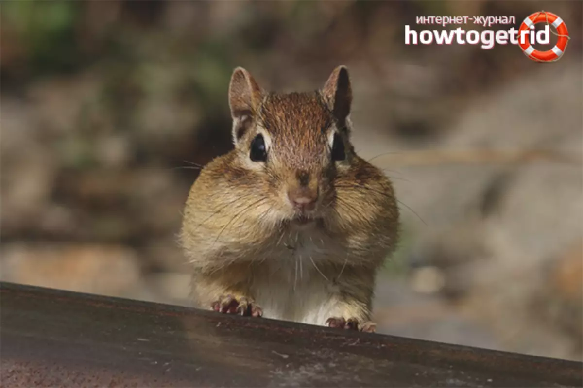 Hoe om 'n chipmunk te kies