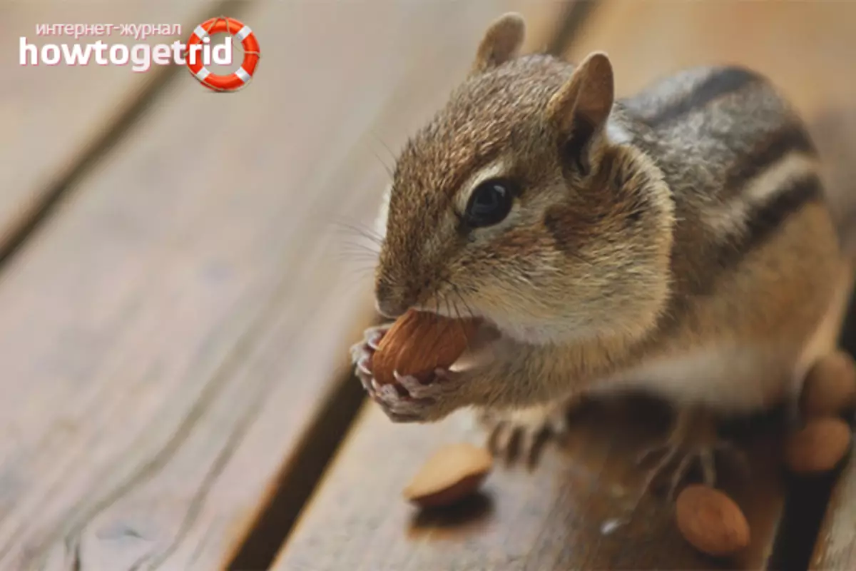 Hvernig á að fæða chipmunk