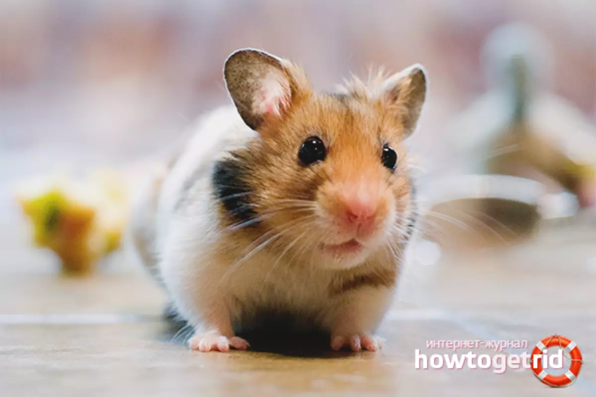 Maitiro Ekuchengeta Hamster