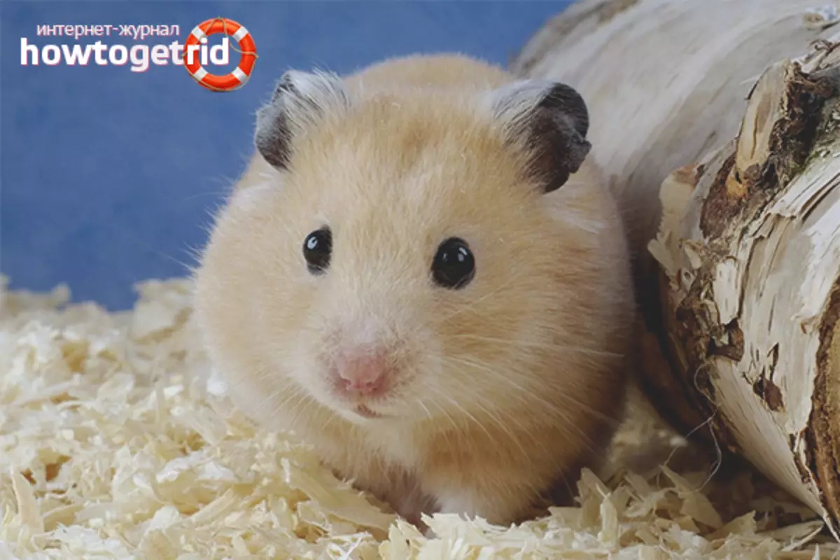 hamsters میں کشیدگی کے ساتھ لڑنے