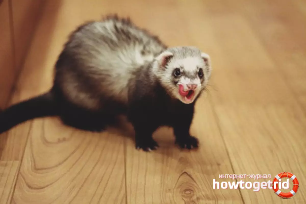 Hogyan lehet a Wean Ferret harapni