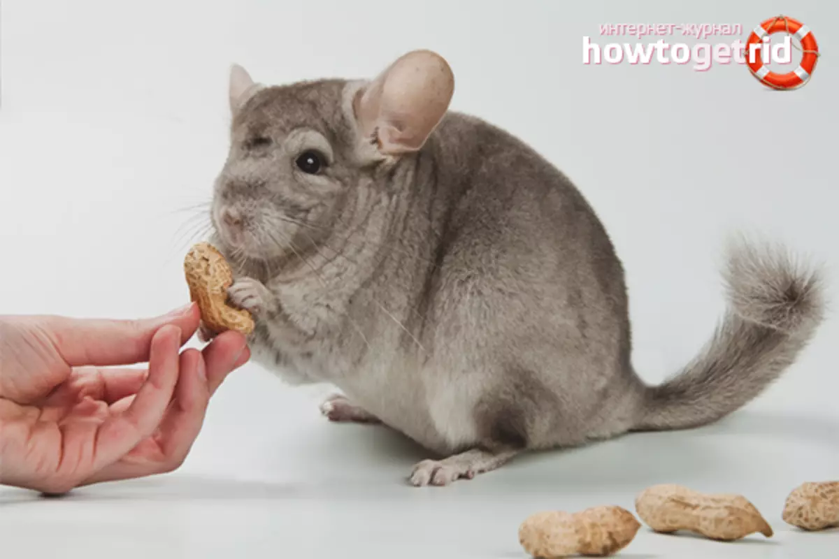 Wie kümmere ich mich um Chinchilla?