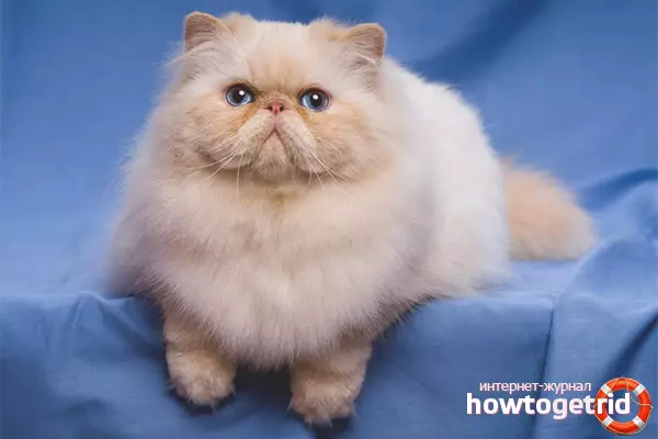 CAT PERSIAN