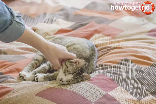 Cómo destetar un gato escribiendo en la cama