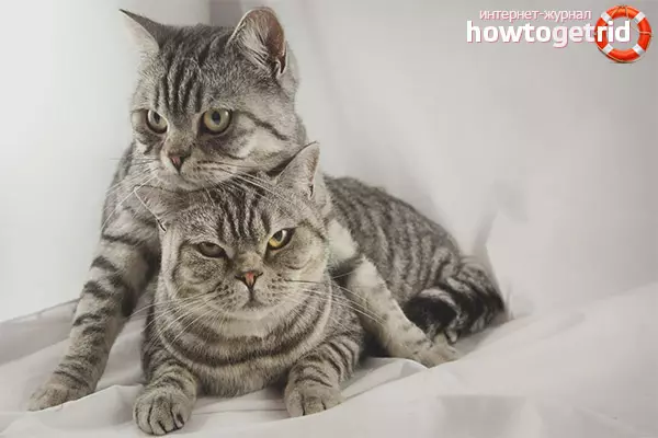 Cómo reducir el gato con un gato por primera vez.